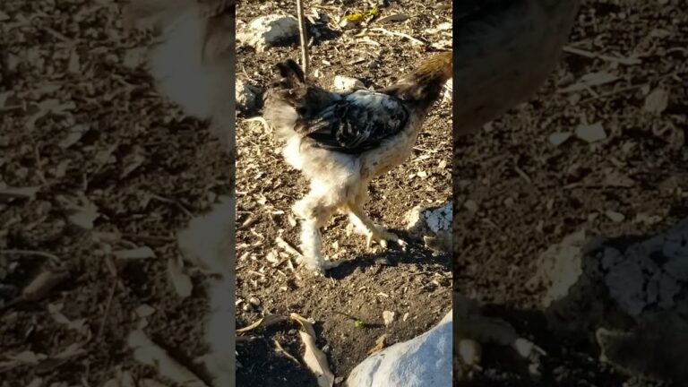 Mi Pollo: Una Guía Completa | Actualizado diciembre 2025